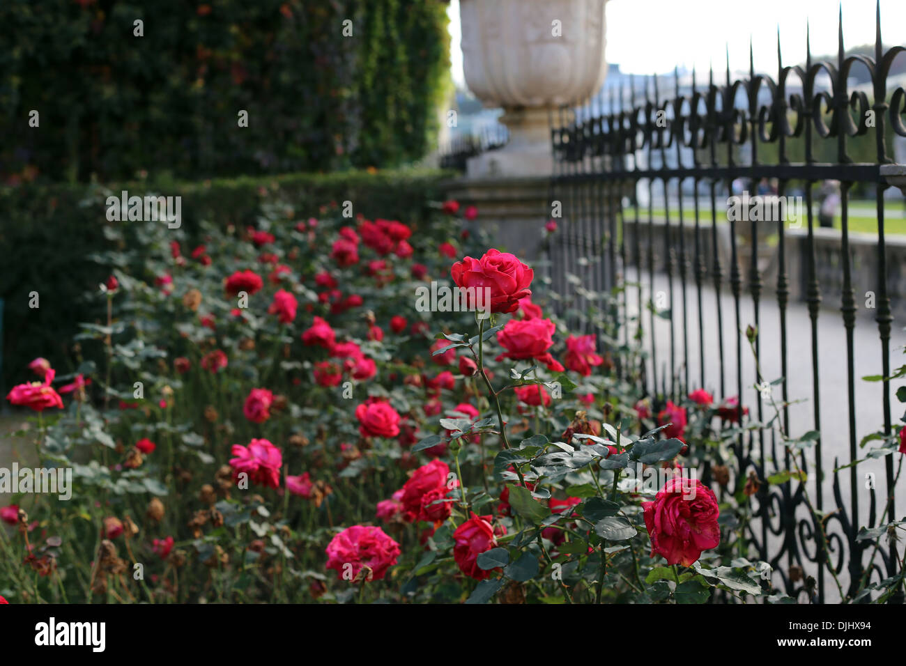 Rose garden with railing Stock Photo - Alamy