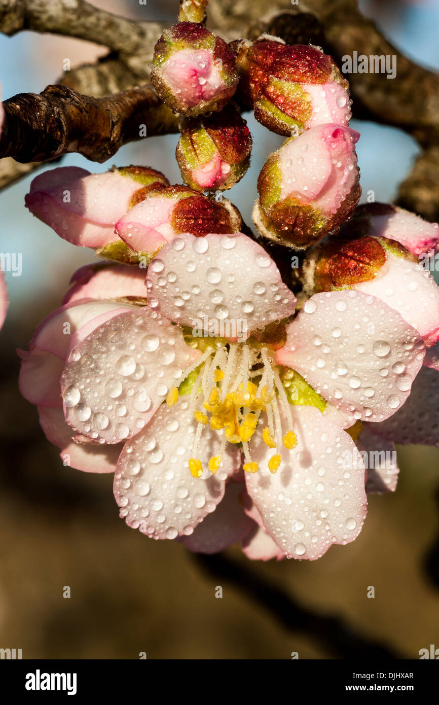 Almond blooms hi-res stock photography and images - Alamy