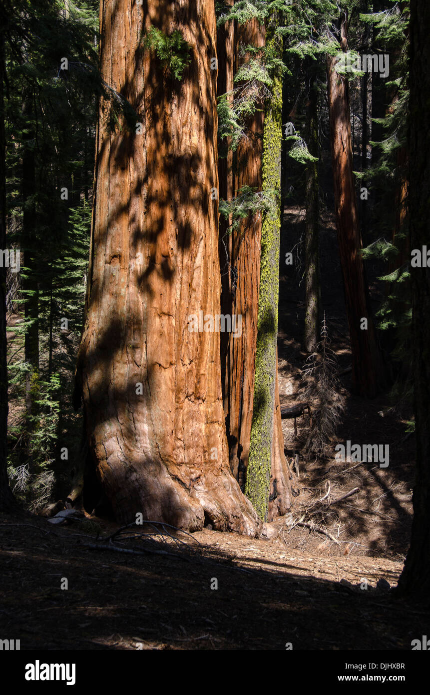 Giant sequoia tree branches hi-res stock photography and images - Alamy