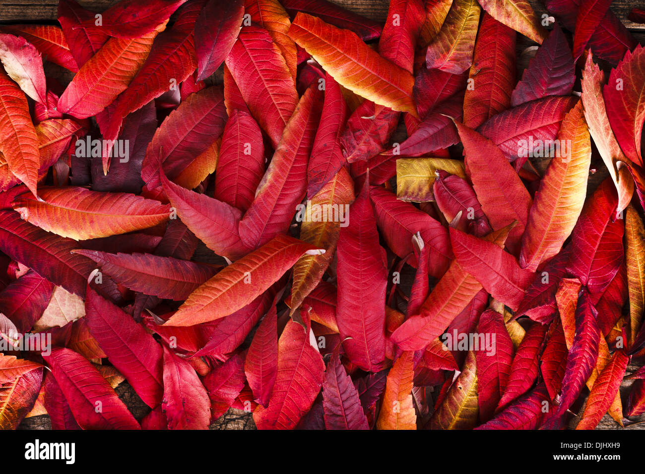 Longish hi-res stock photography and images - Alamy
