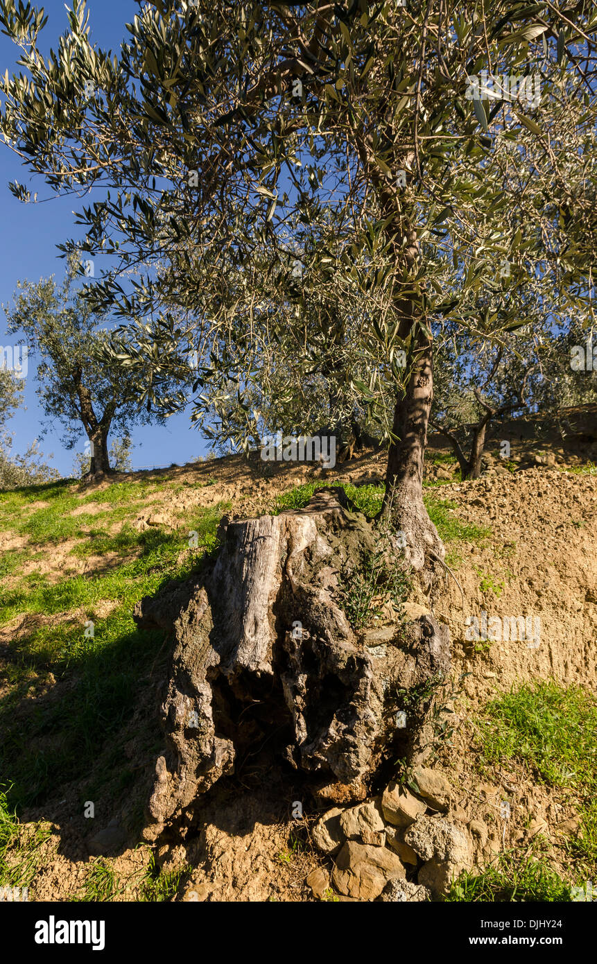 Taste of italy hi-res stock photography and images - Alamy
