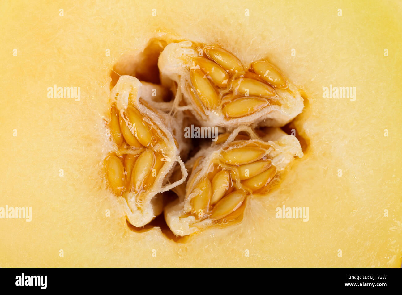 Macro photo of yellow melon seeds inside the fruit Stock Photo - Alamy