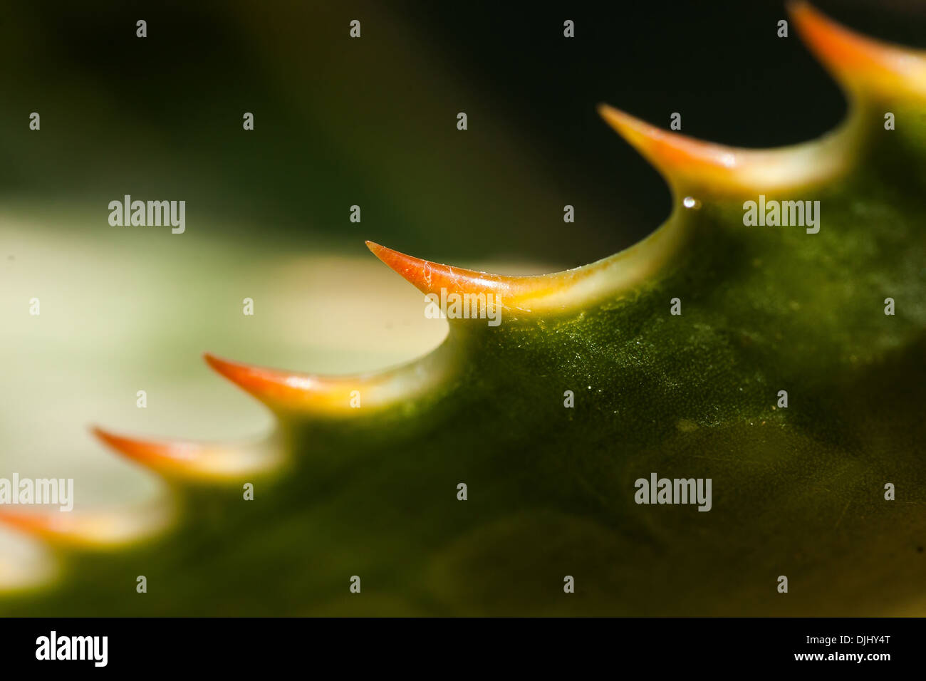 Spine plant hi-res stock photography and images - Alamy