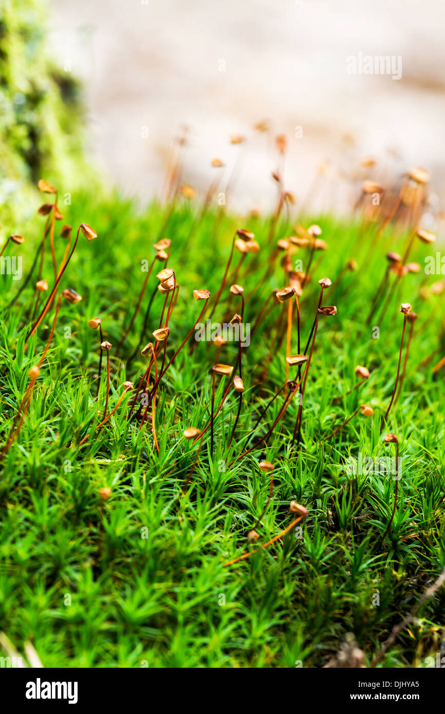 Beautiful moss hi-res stock photography and images - Alamy