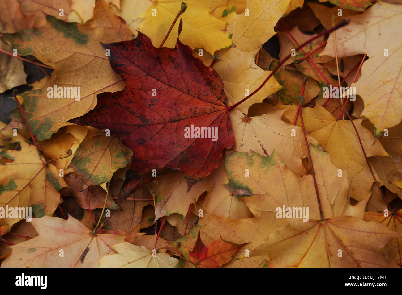 Falling maple leaves hi-res stock photography and images - Alamy