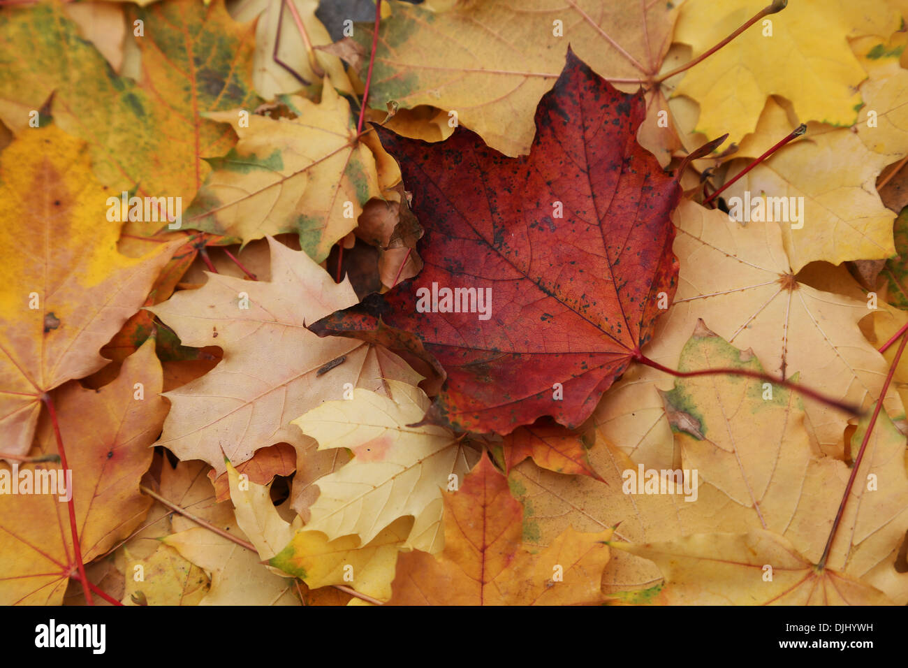 Maples leaves hi-res stock photography and images - Alamy