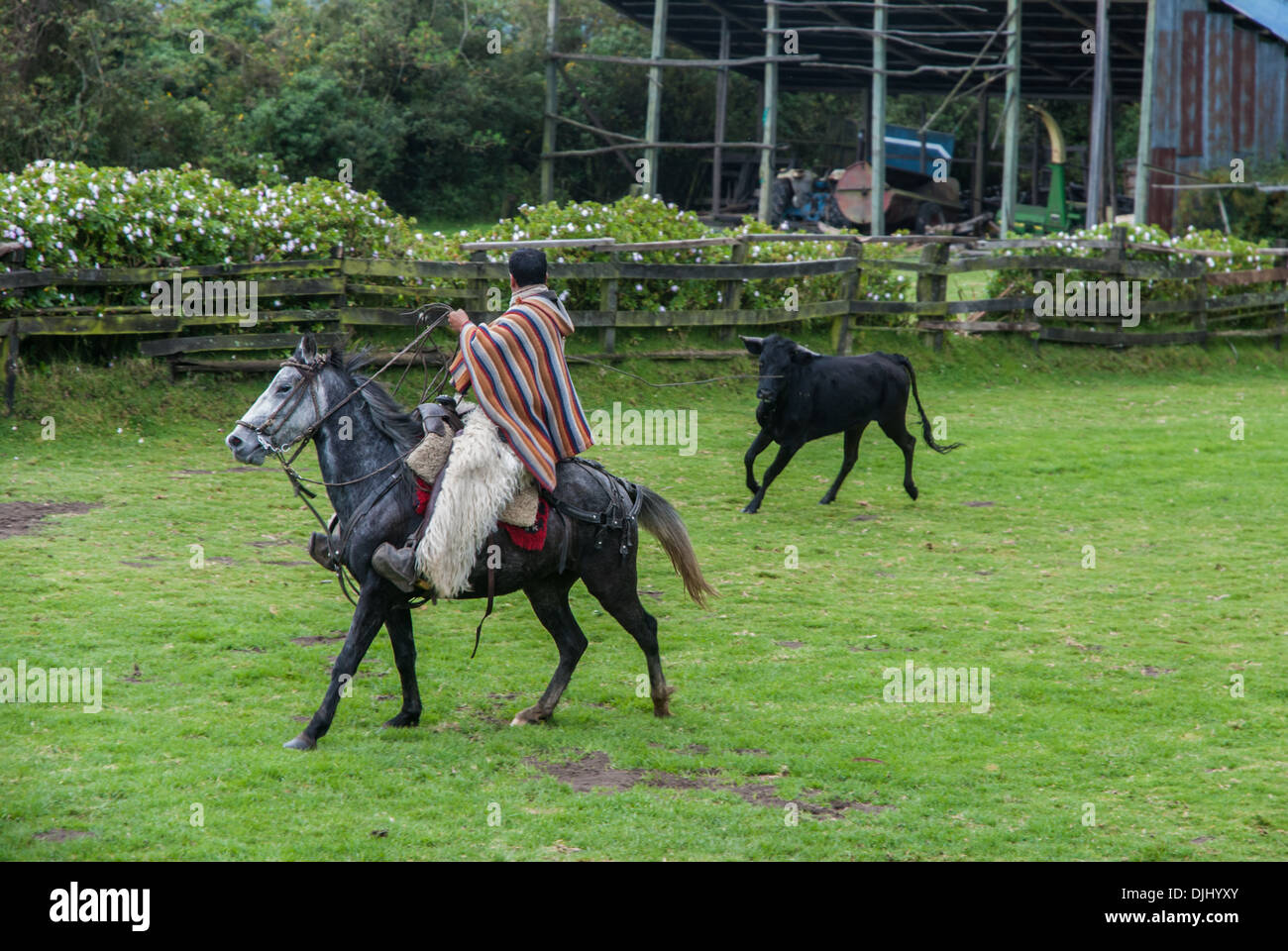 Lassoing hi-res stock photography and images - Alamy