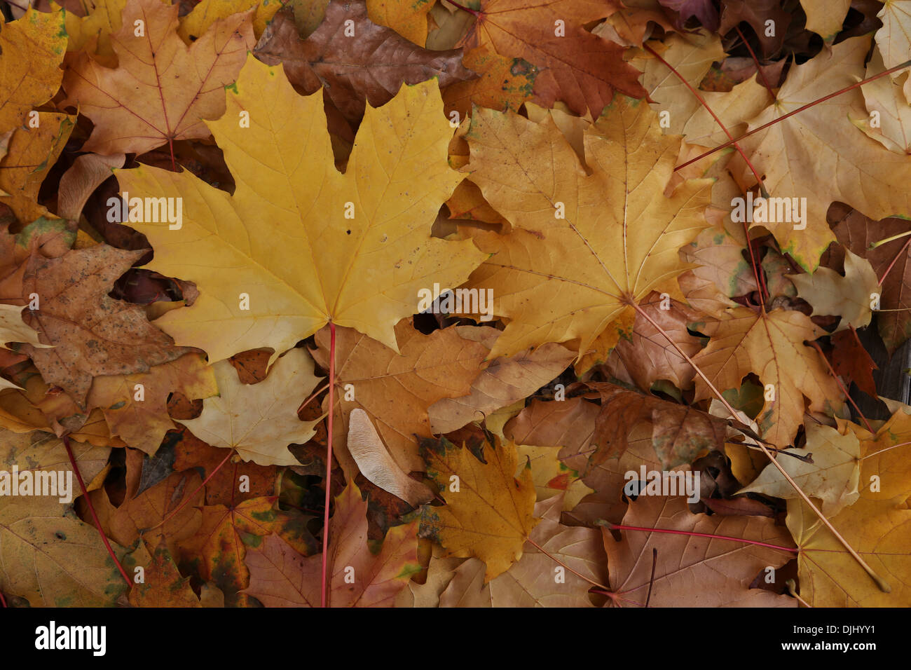 Falling maple leaves hi-res stock photography and images - Alamy