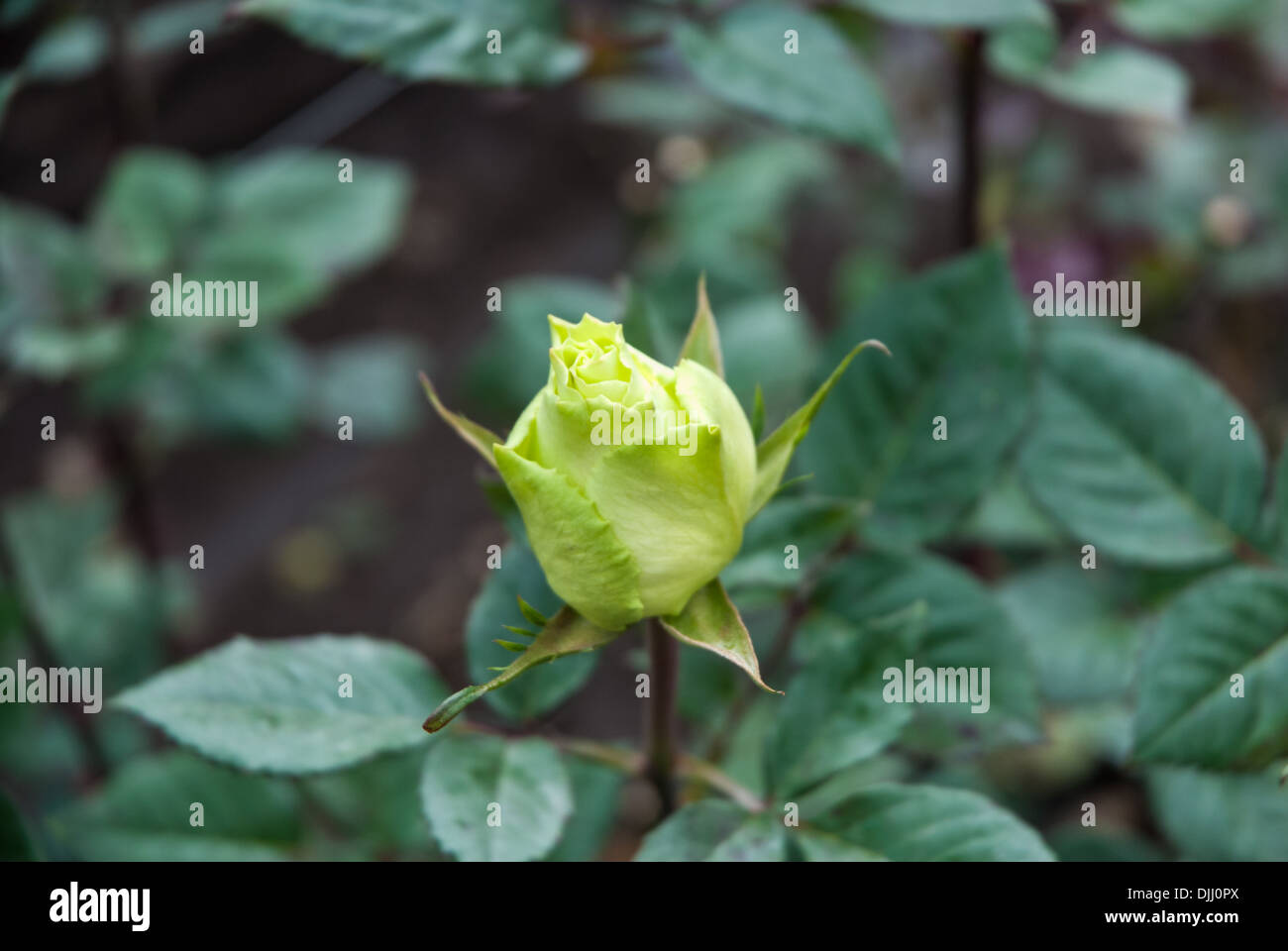 A Green rose Stock Photo - Alamy