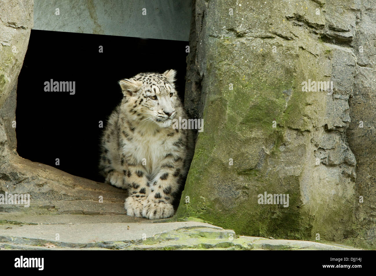 snow leopard cub Stock Photo - Alamy