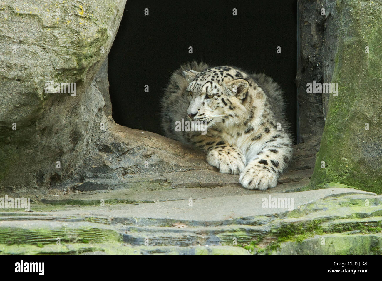 snow leopard cub Stock Photo - Alamy