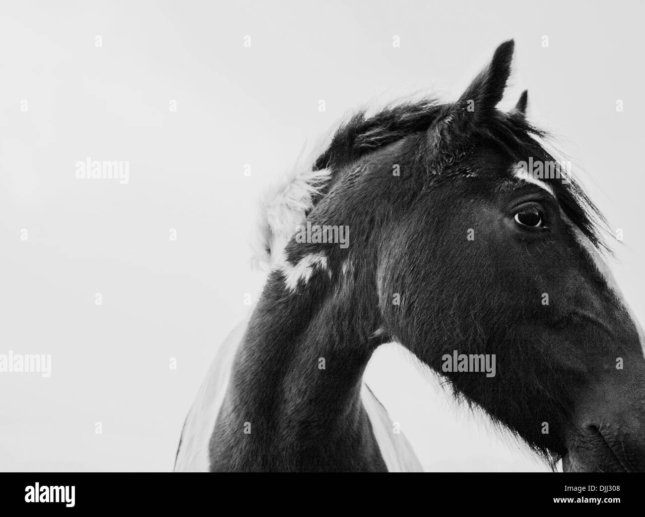 Horses head turned to the right Stock Photo - Alamy