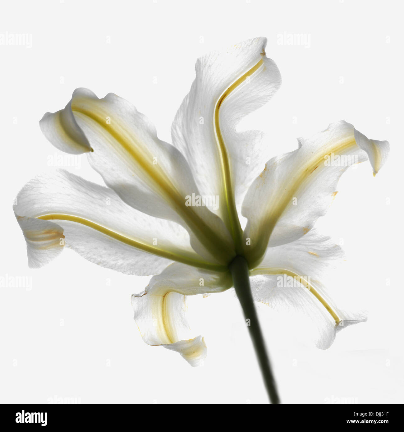 Lily petals curled hi-res stock photography and images - Alamy
