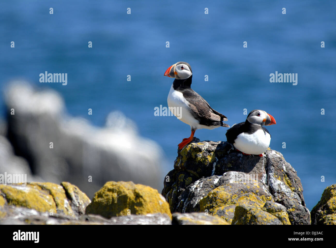 Puffins isle of may hi-res stock photography and images - Alamy