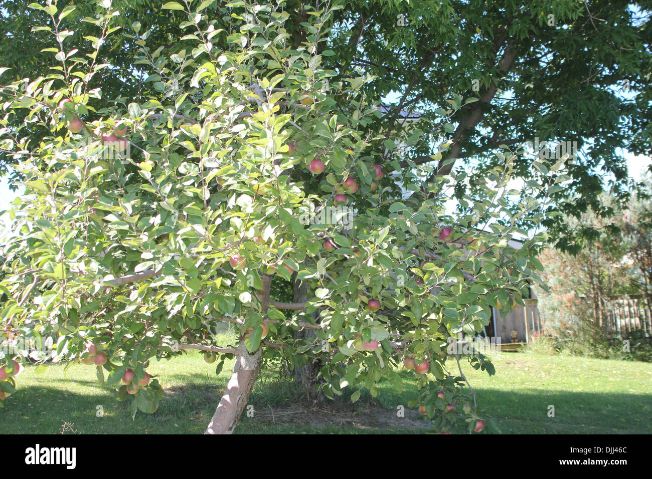 Little Apple tree full with nearly ripe red apples almost ready for ...