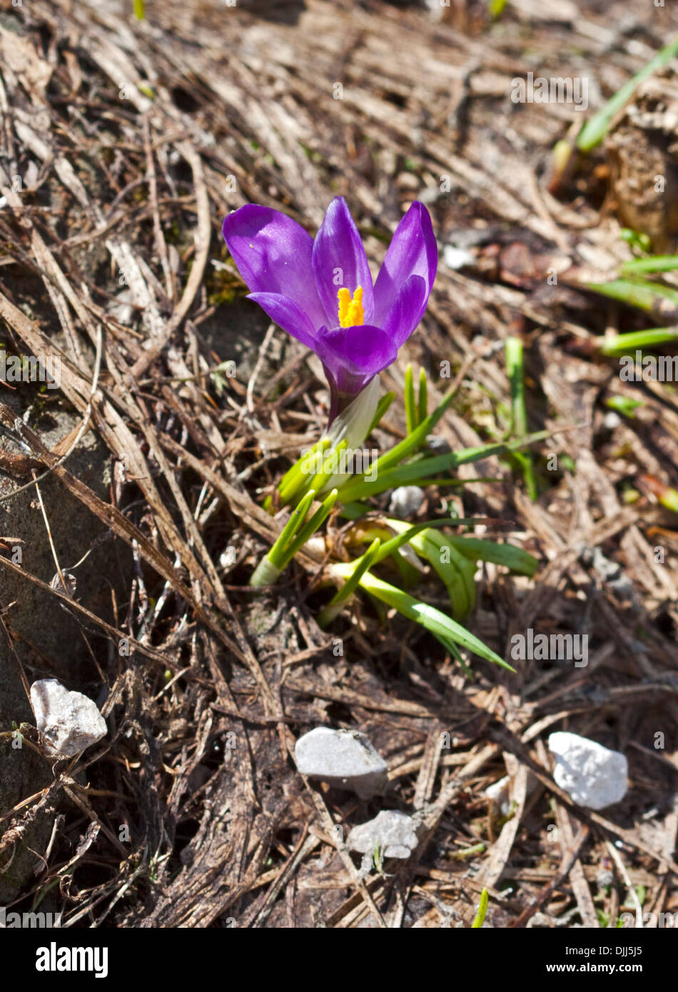 Wild Crocus flowering after snow melt, Alps, Italy Stock Photo - Alamy