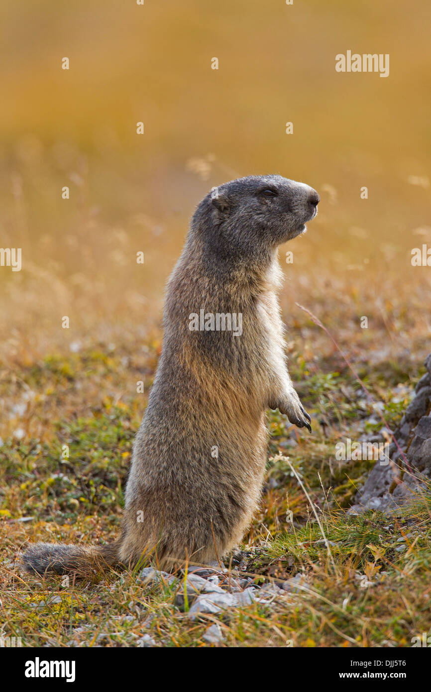 Alert Alpine Marmot (Marmota marmota) on the look-out standing upright ...