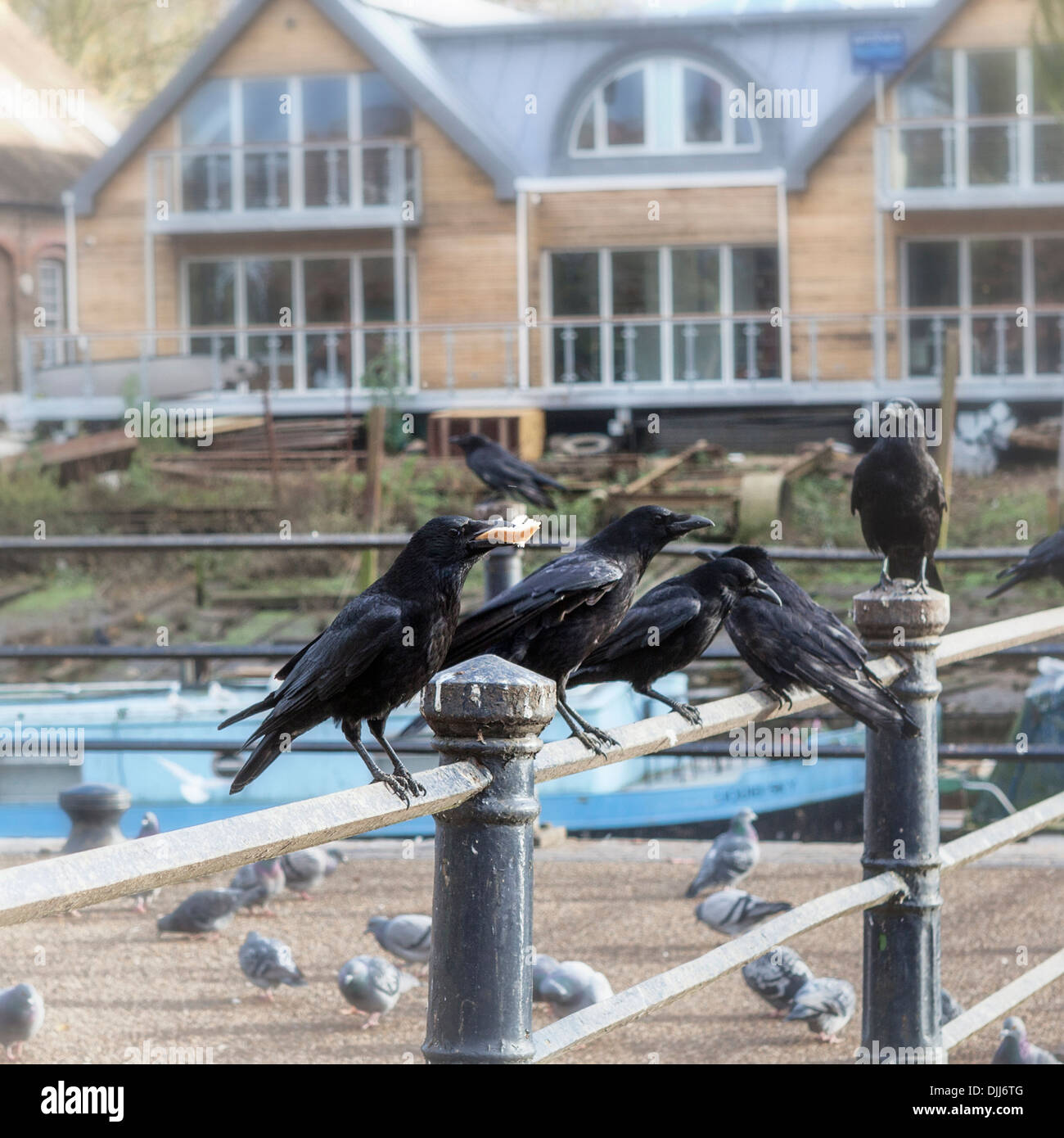 Crows eating hi-res stock photography and images - Alamy