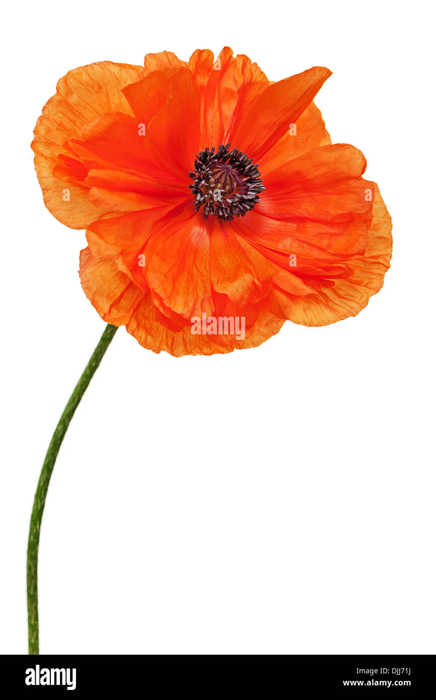 Single poppy isolated on white background. Closeup Stock Photo - Alamy