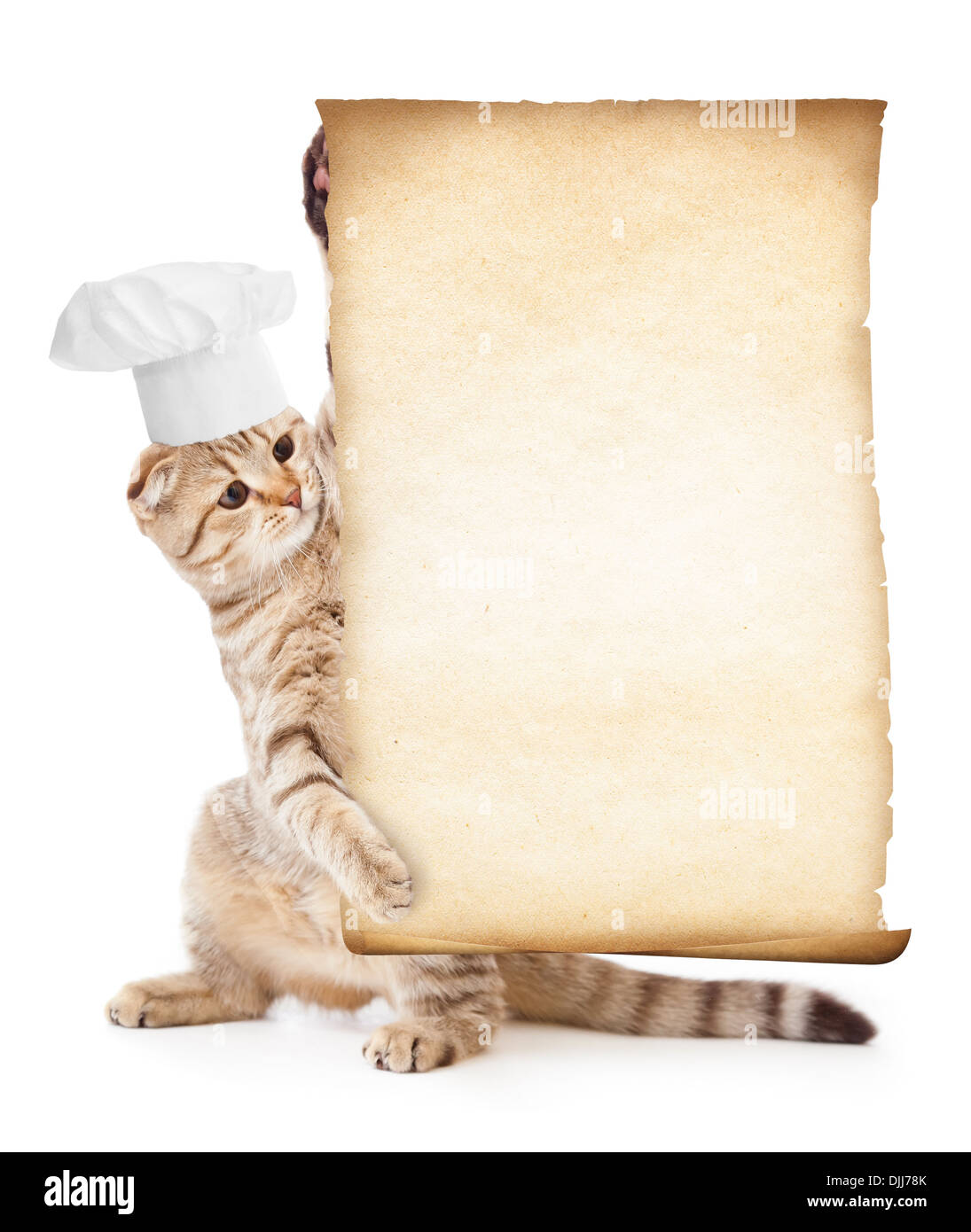 funny cat in chef hat holding parchment for menu Stock Photo - Alamy