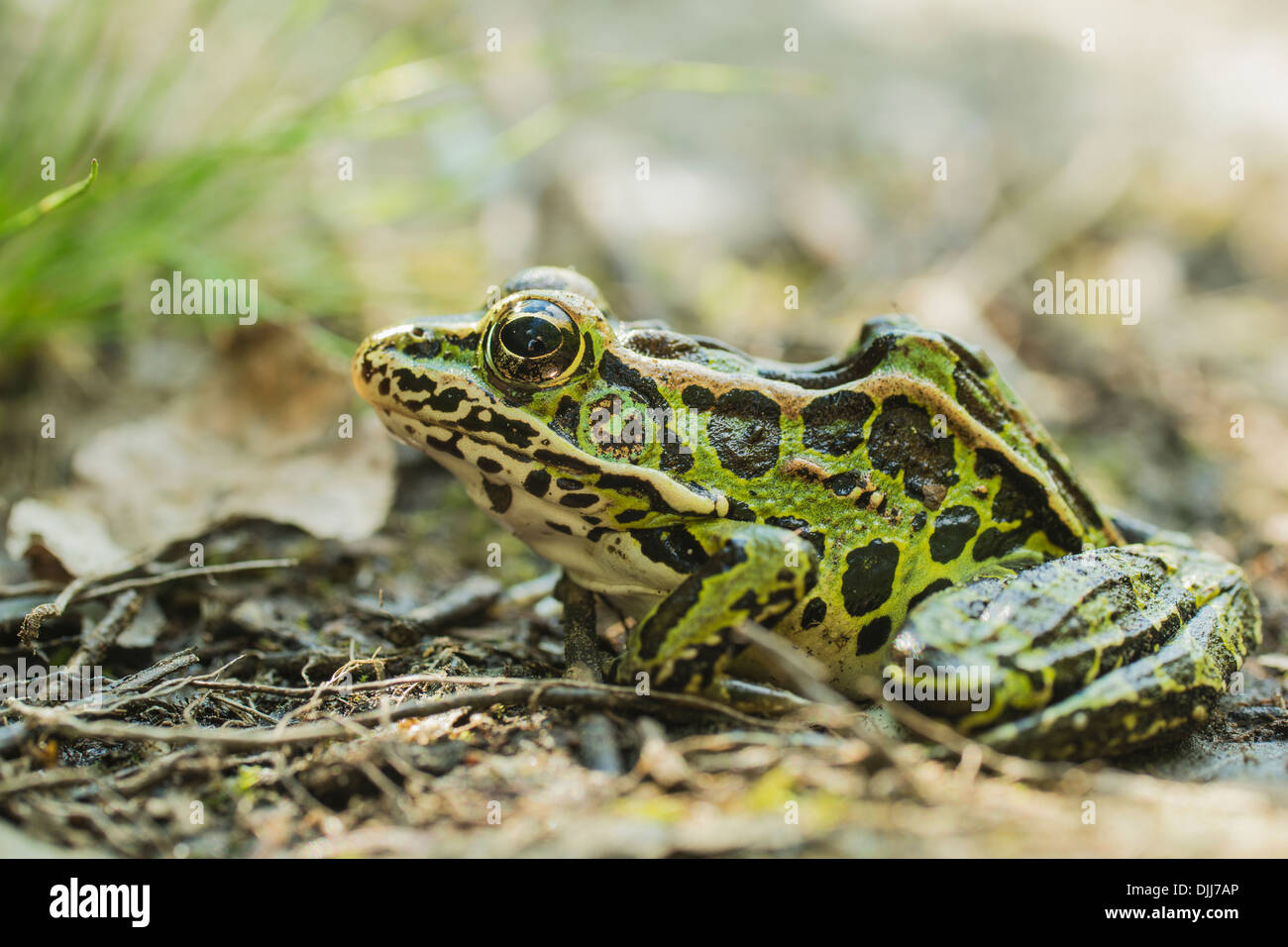 Leopard Frog; Ontario, Canada Stock Photo - Alamy