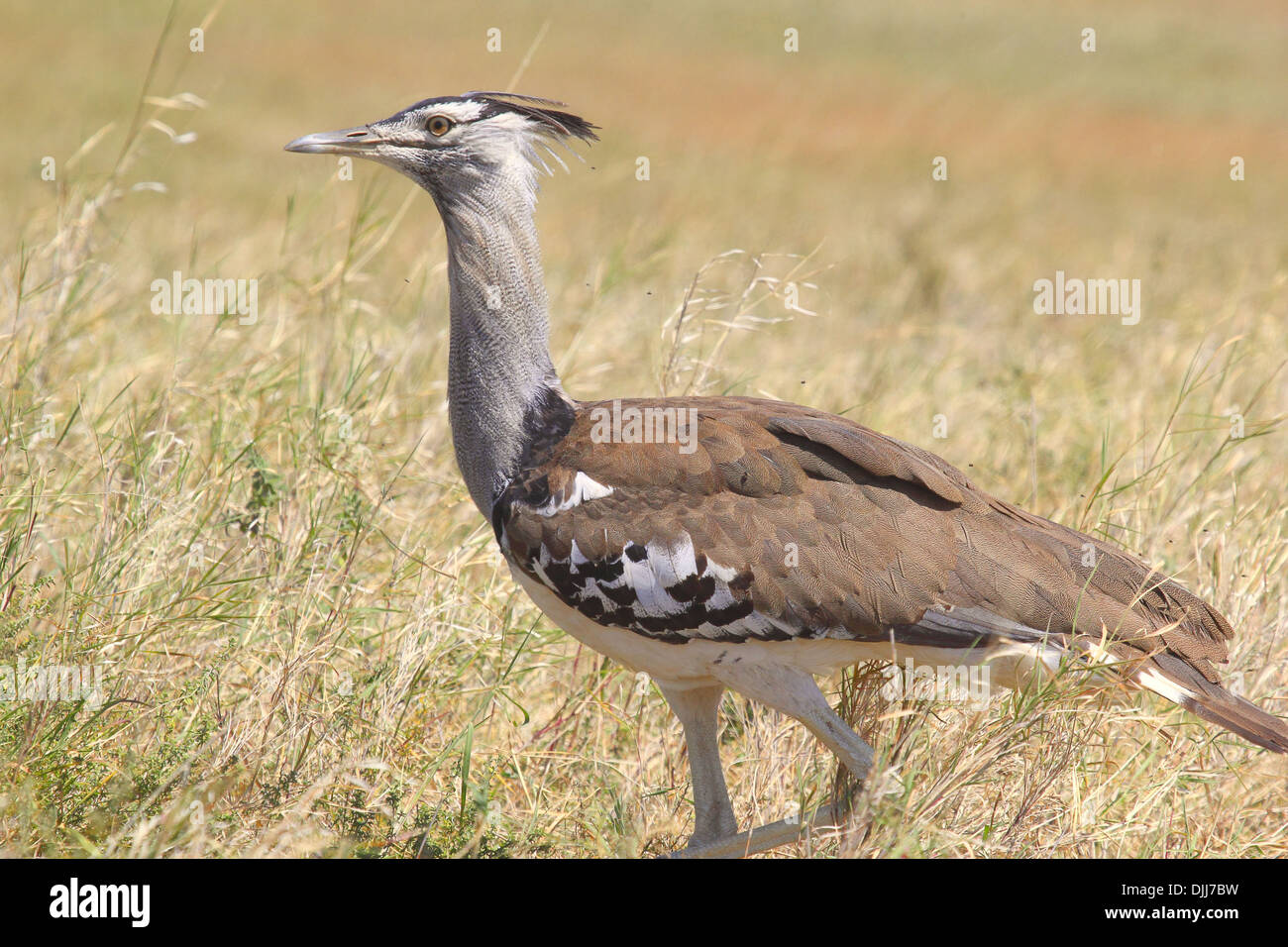 African bird kori bustard walking savannah kenya hi-res stock ...