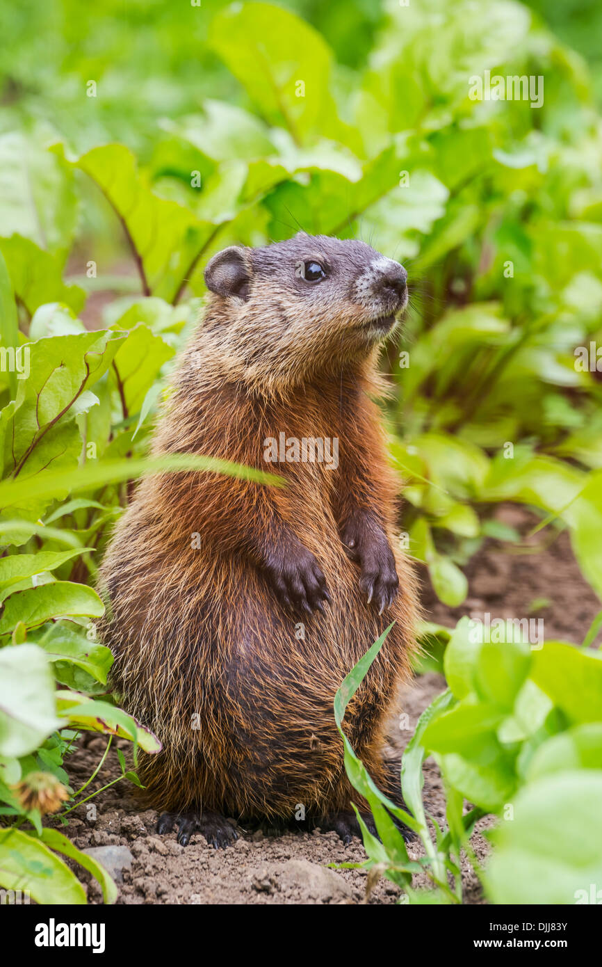 Standing groundhog hi-res stock photography and images - Alamy