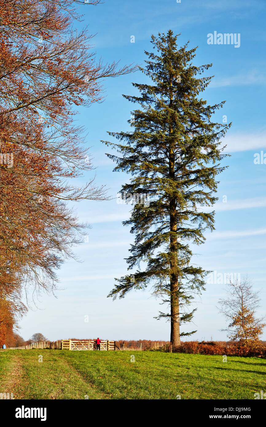 Red spruce tree stands hi-res stock photography and images - Alamy