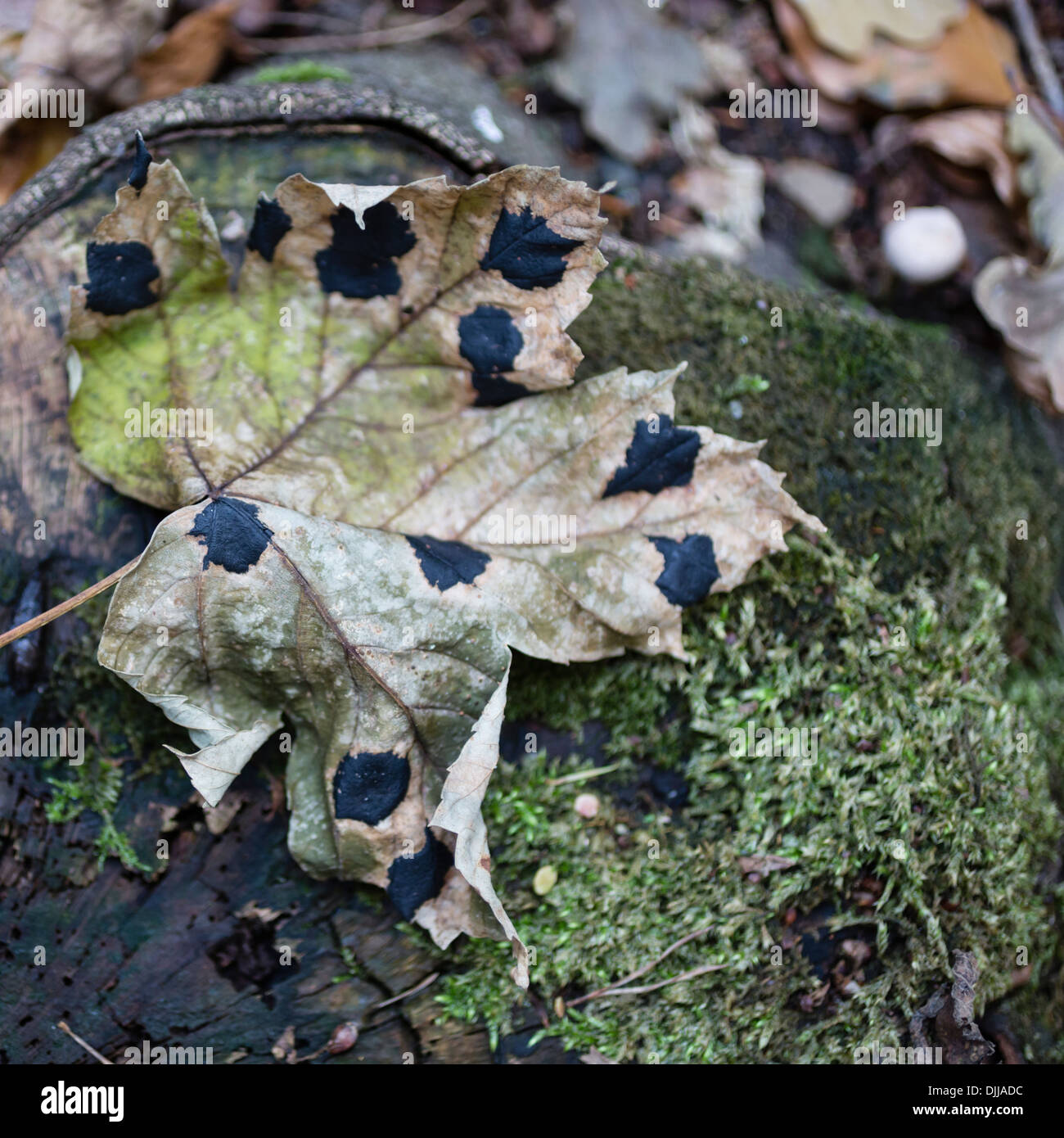 Dried sycamore leaf hi-res stock photography and images - Alamy