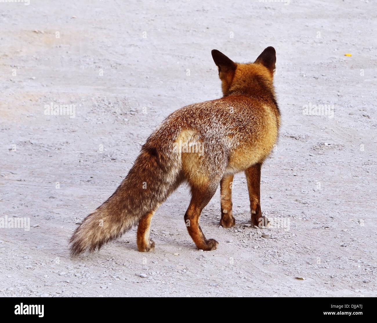 Sad fox hi-res stock photography and images - Alamy