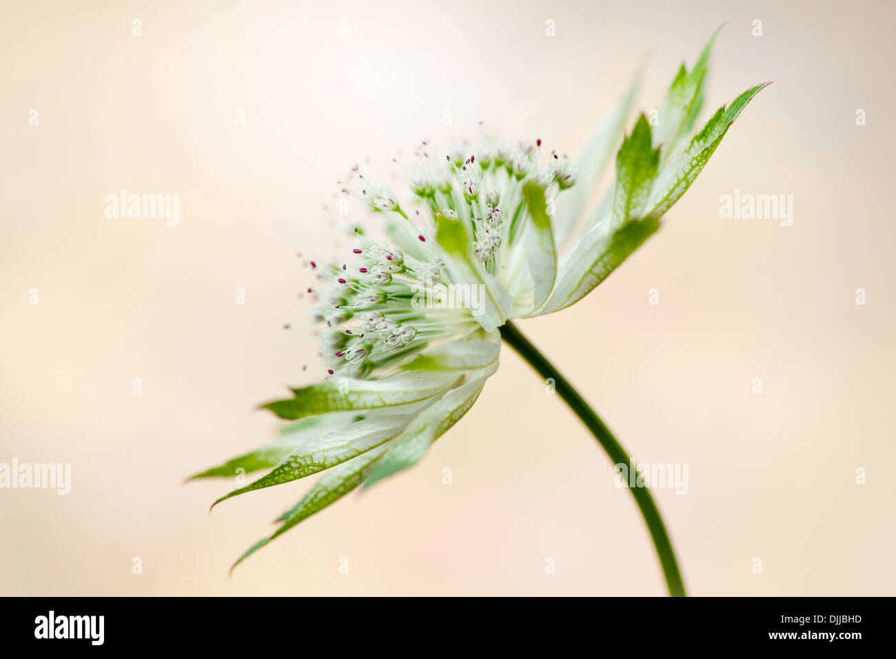 Close-up image of a single white/pink Astrantia major flower commonly ...