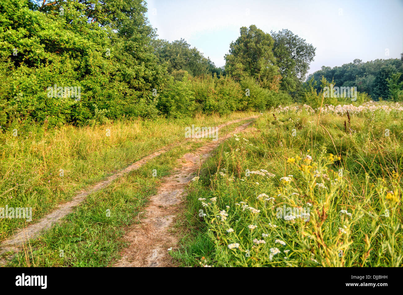 Summer beautiful path through a forest in the morning Stock Photo - Alamy