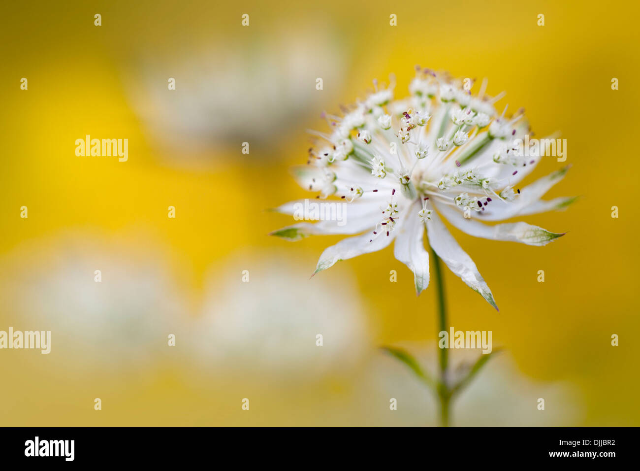 Close-up image of a single white/pink Astrantia major flower commonly ...