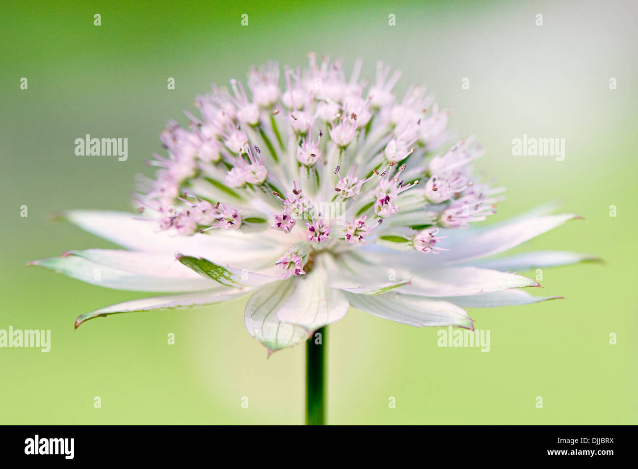 Close-up image of a single white/pink Astrantia major flower commonly ...