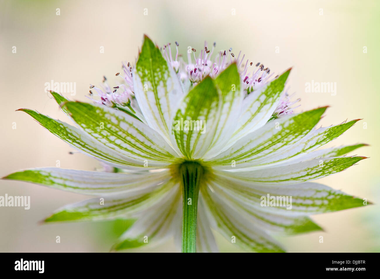 Close-up image of a single white/pink Astrantia major flower commonly ...