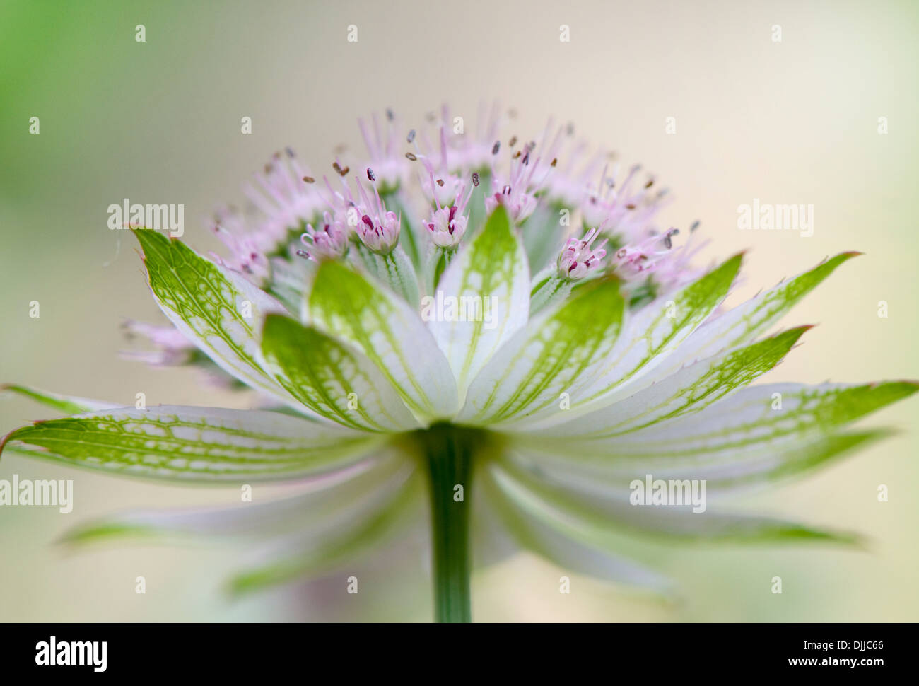 Close-up image of a single white/pink Astrantia major flower commonly ...