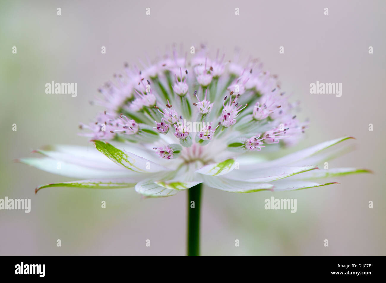 Close-up image of a single white/pink Astrantia major flower commonly ...