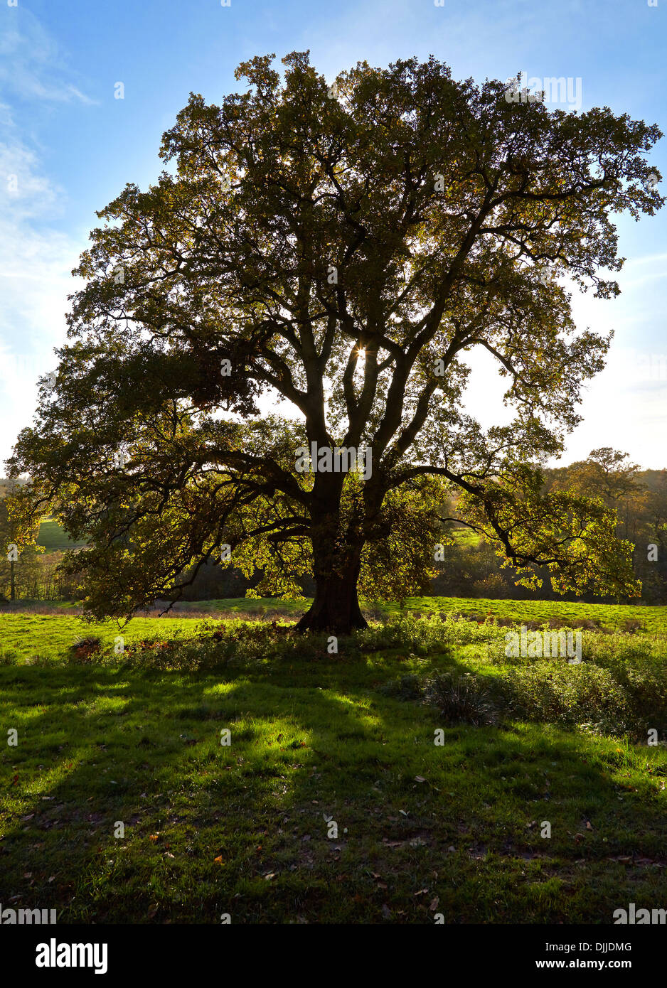 English Oak Quercus robur tree seen against low autumn sunlight in ...