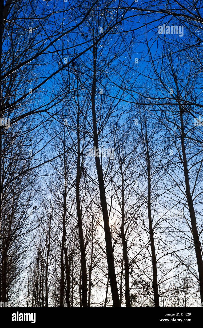 Rows of young sapling Poplar trees - France Stock Photo - Alamy