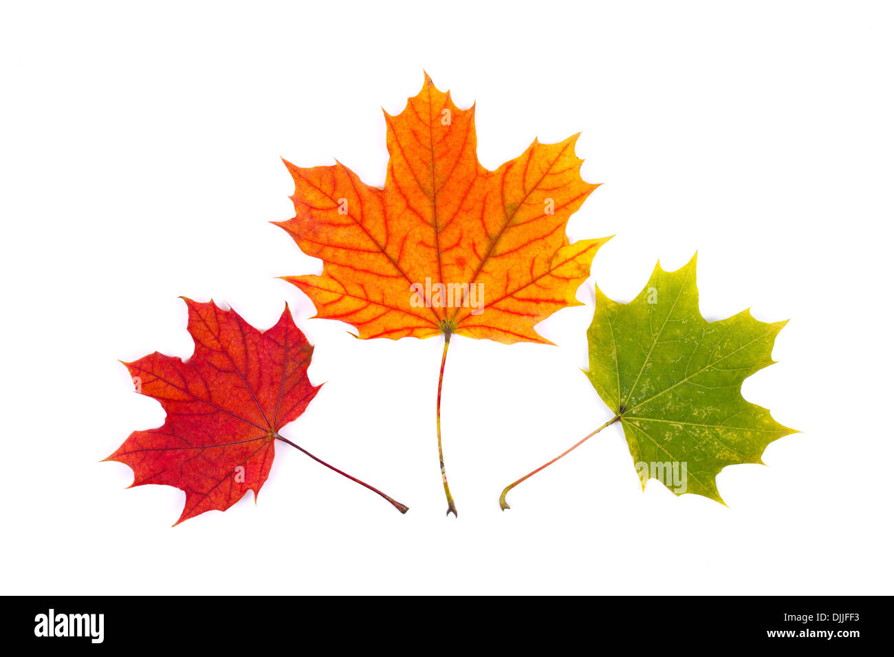 Three autumn leaves isolated on white background Stock Photo - Alamy