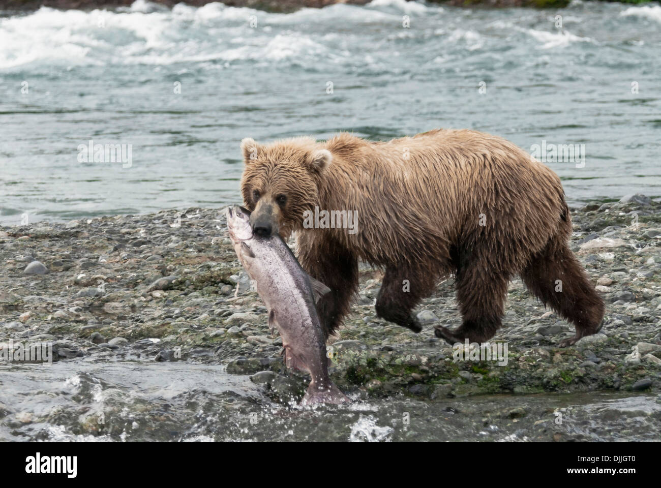 Brown Bear Holding Chinook Salmon In It's Mouth In The Mcneil River ...