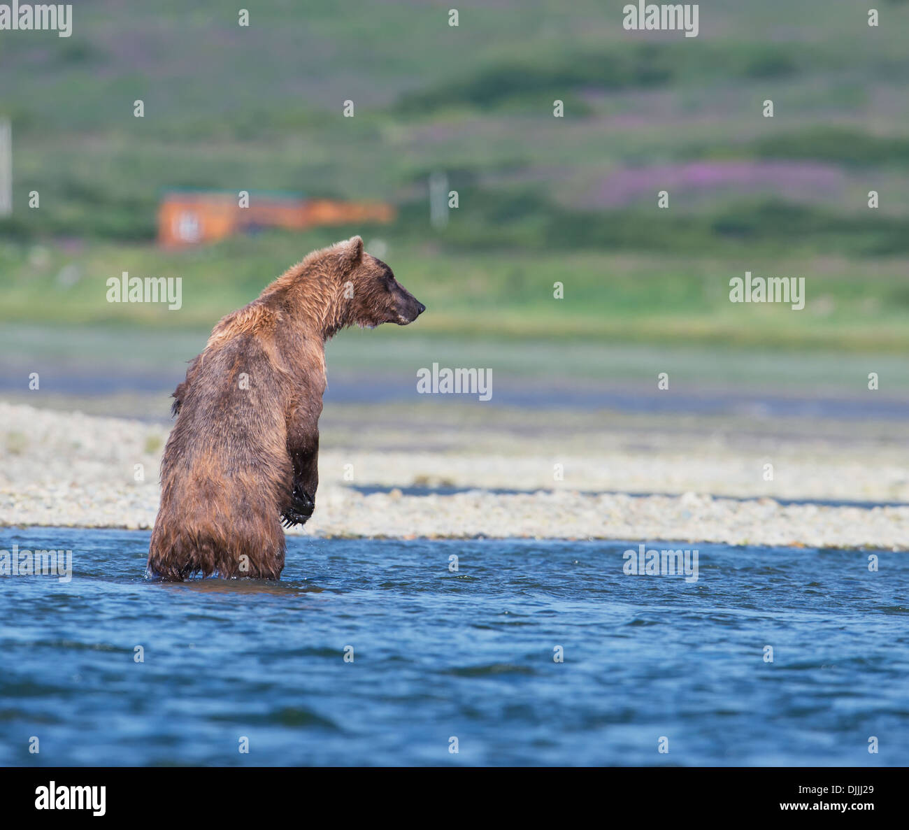 Brown Bear Standing In Mikfik Creek, Mcneil River State Game Sanctuary ...