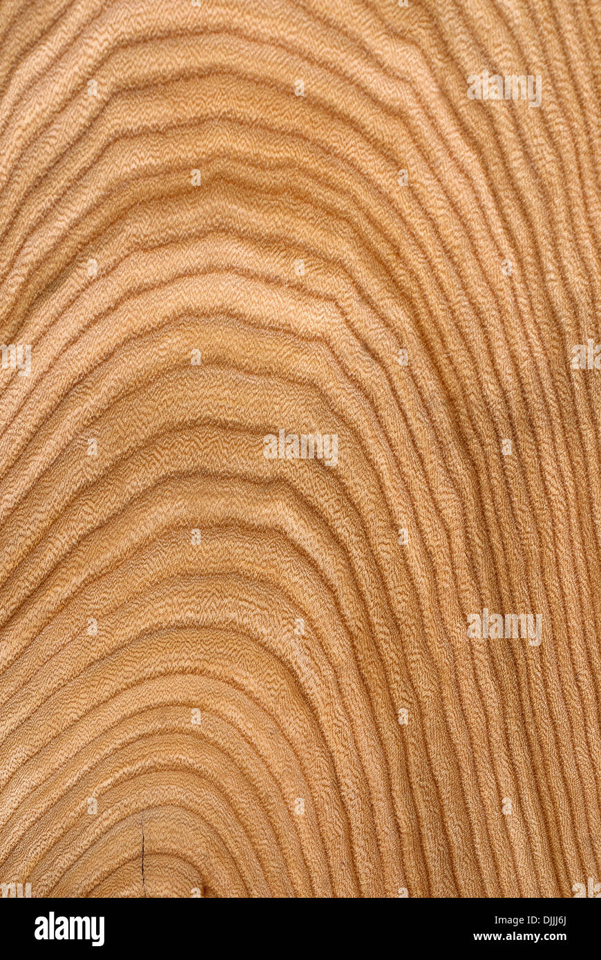 Section of wood grain with rings Stock Photo - Alamy