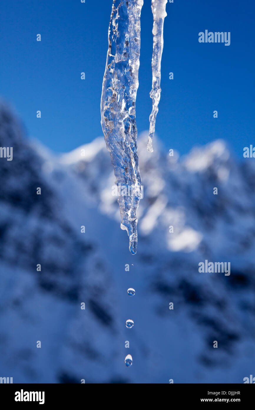 Roostercomb hi-res stock photography and images - Alamy