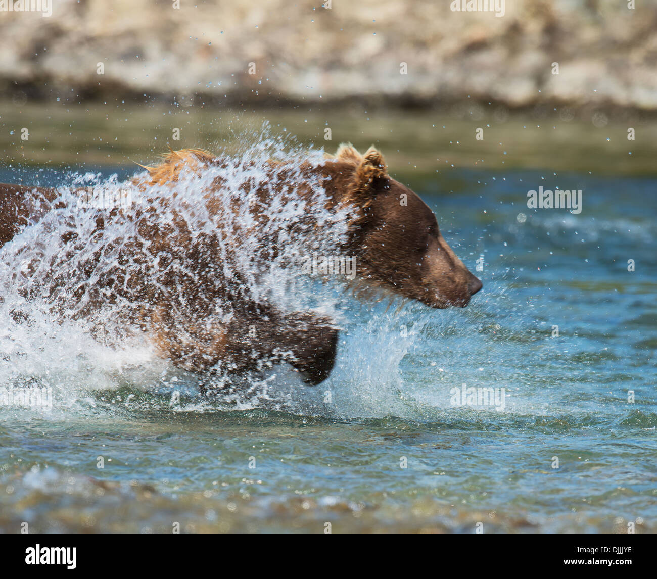 Brown bear running through creek hi-res stock photography and images ...
