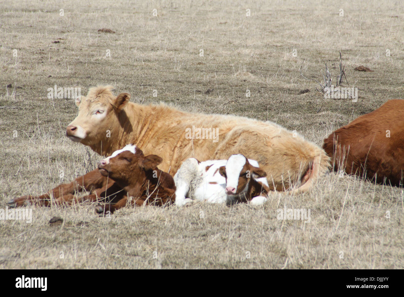Cow and calves lying on the brown grass in the pasture in early spring ...