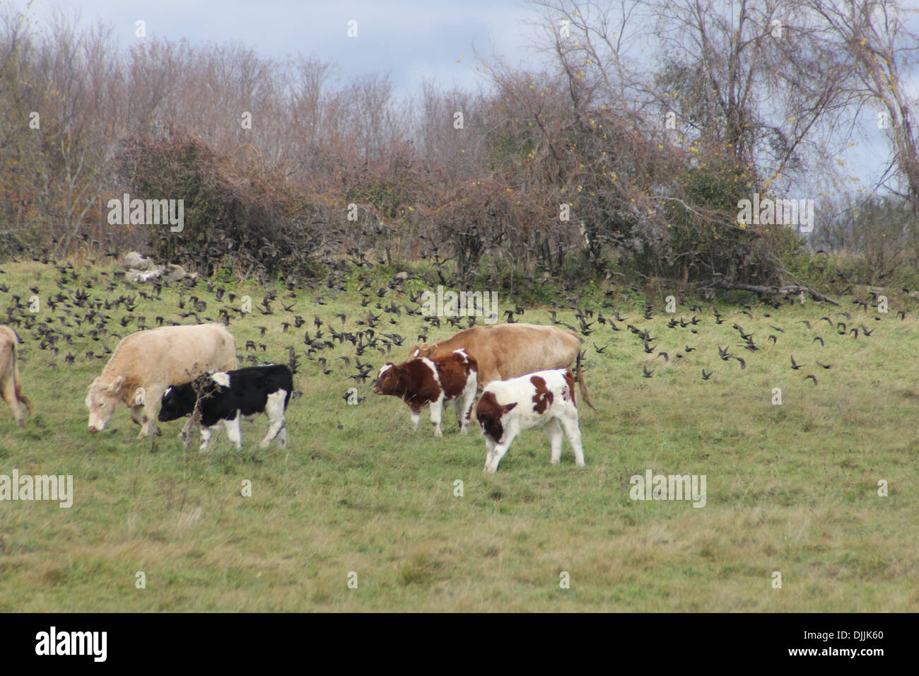Cows grazing in a green pasture followed by a flock of birds Stock ...