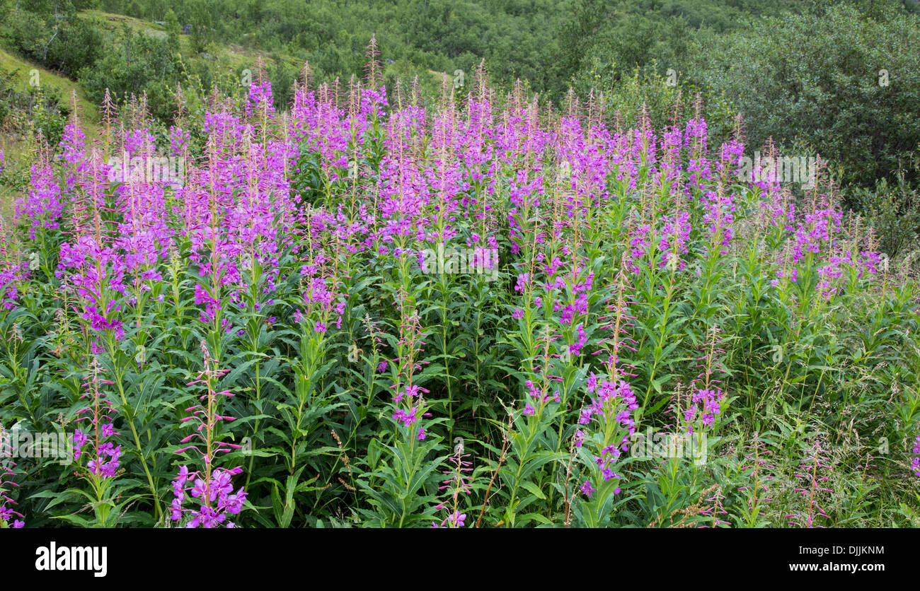 Rosebay Willow Herb or Fireweed colony Stock Photo - Alamy