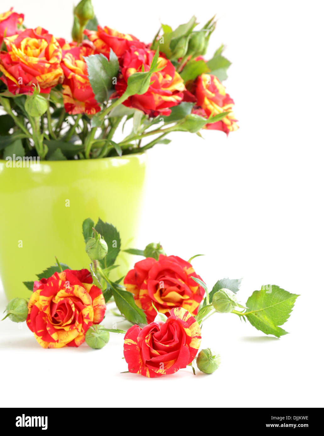 bouquet of red roses on a white background Stock Photo - Alamy