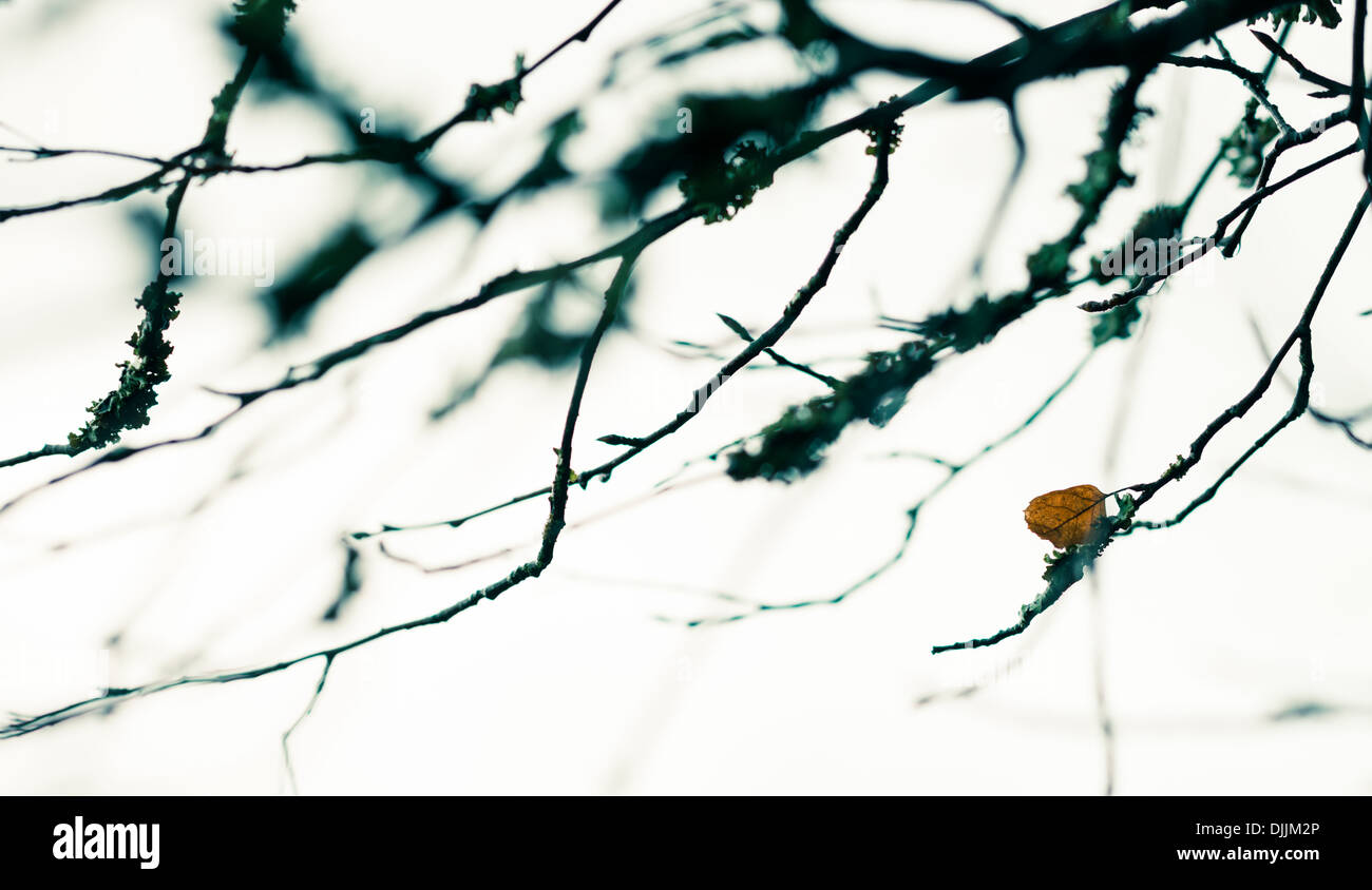 The last leaf to leave the tree hi-res stock photography and images - Alamy